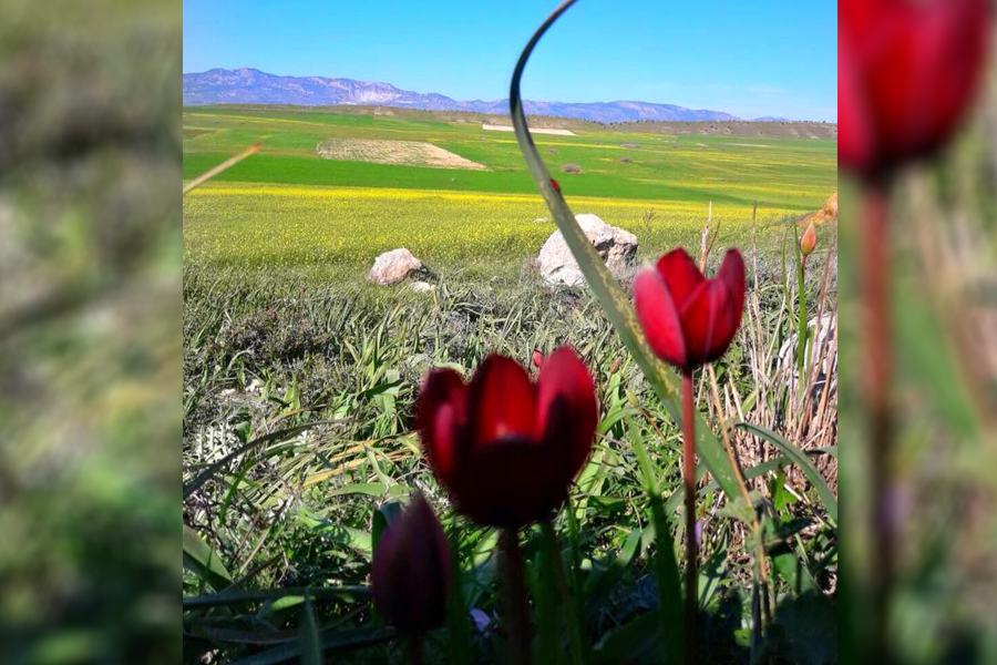 Δείτε την σπάνια κυπριακή τουλίπα με σκούρο αιμάτινο κόκκινο χρώμα ...