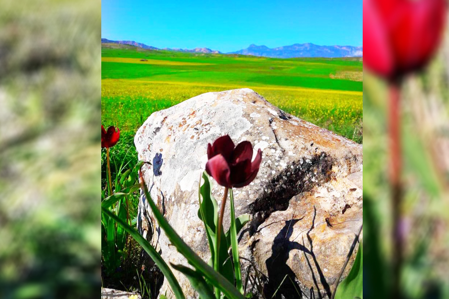 Δείτε την σπάνια κυπριακή τουλίπα με σκούρο αιμάτινο κόκκινο χρώμα ...