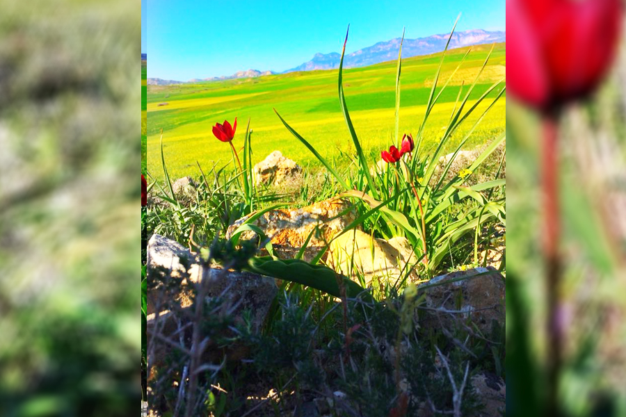 Δείτε την σπάνια κυπριακή τουλίπα με σκούρο αιμάτινο κόκκινο χρώμα ...