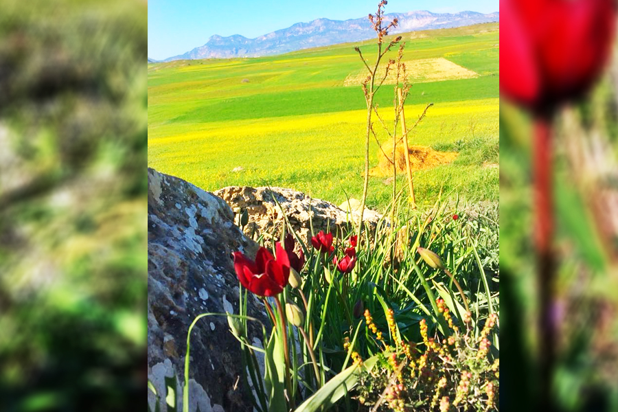 Δείτε την σπάνια κυπριακή τουλίπα με σκούρο αιμάτινο κόκκινο χρώμα ...