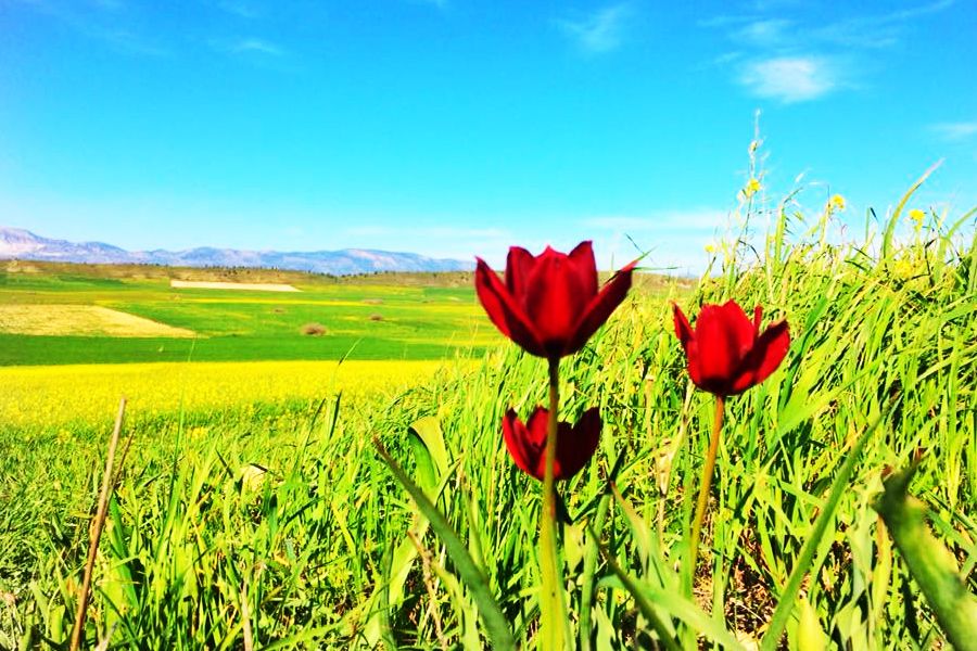 Δείτε την σπάνια κυπριακή τουλίπα με σκούρο αιμάτινο κόκκινο χρώμα ...